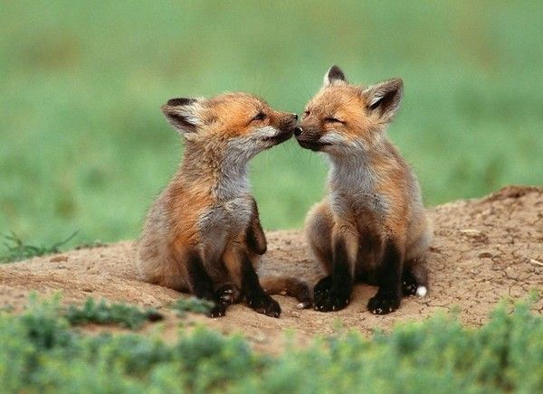 image animaux de la foret - Page 4